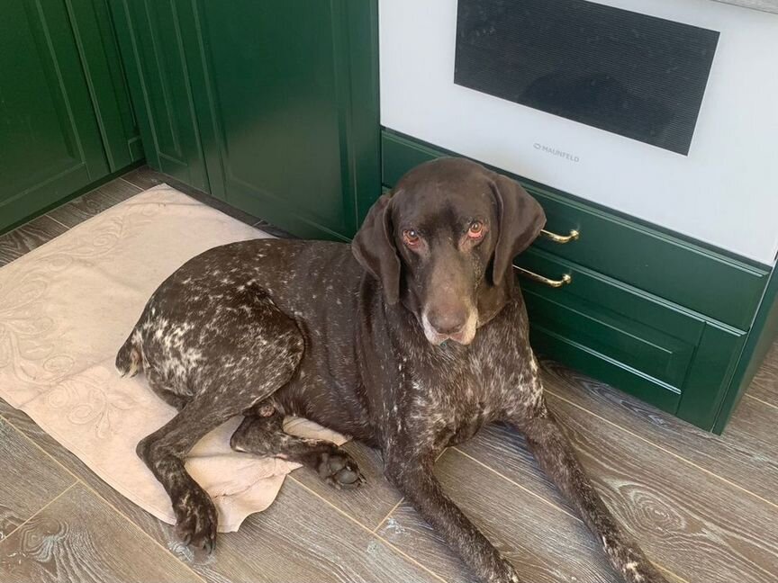 Курцхаар мальчик в добрые руки