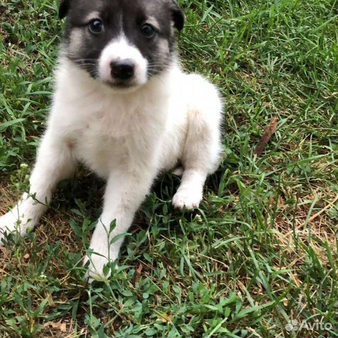 Очаровательная девчонка 2 месяцев ищет семью