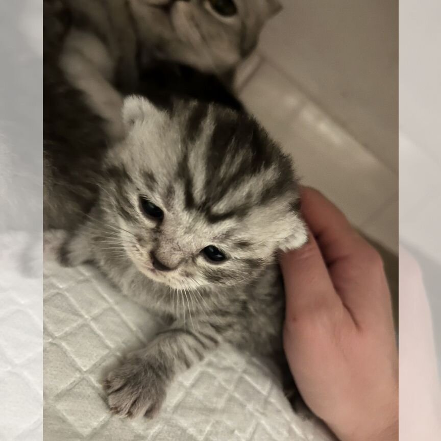 Шотландский вислоухий короткошёрстный котёнок