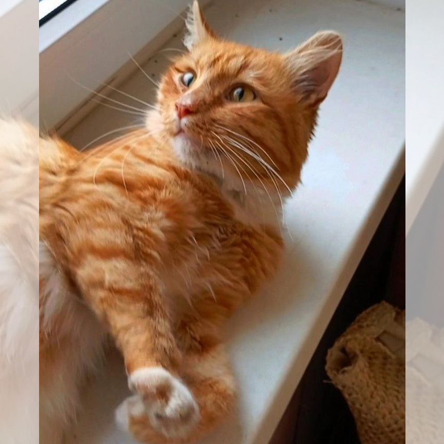 Сладкий рыжик