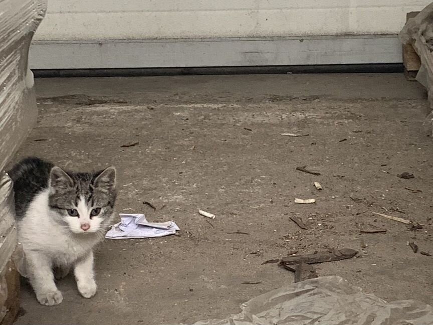 Котята в добрые руки бесплатно
