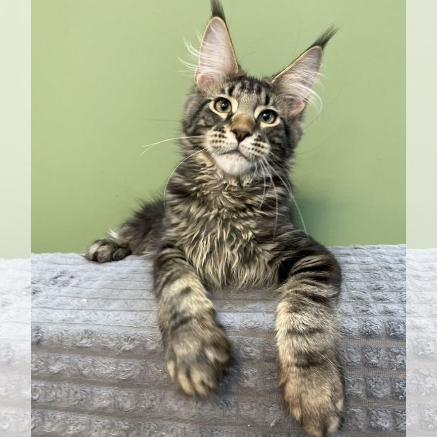 Мейн-кун мальчик из питомника