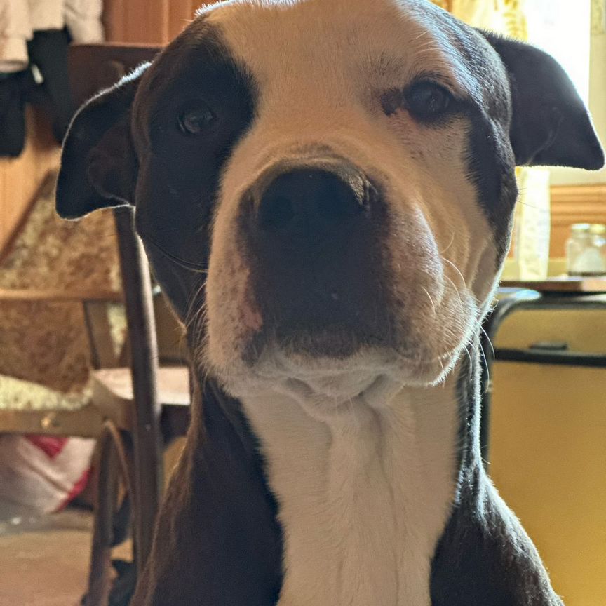 Питбуль кличка Воланд