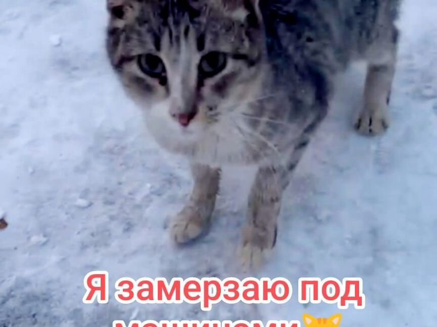 Молодая кошечка замерзает на улице