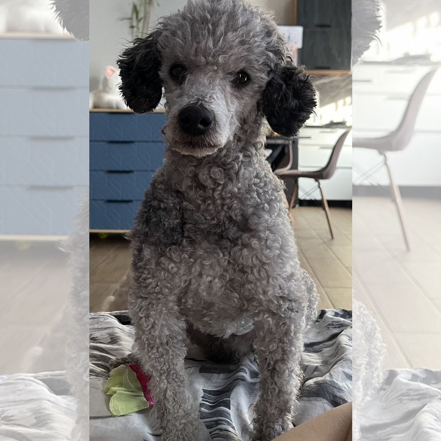 Карликовый пудель, взрослый пёс