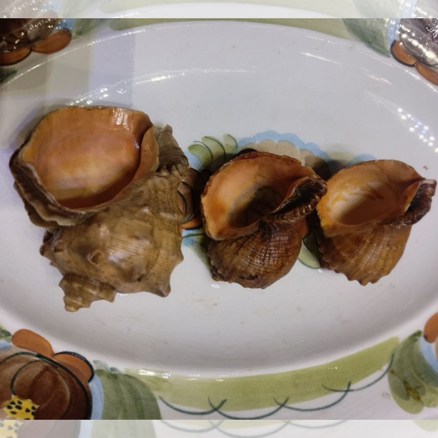 Ракушка рапан для аквариума