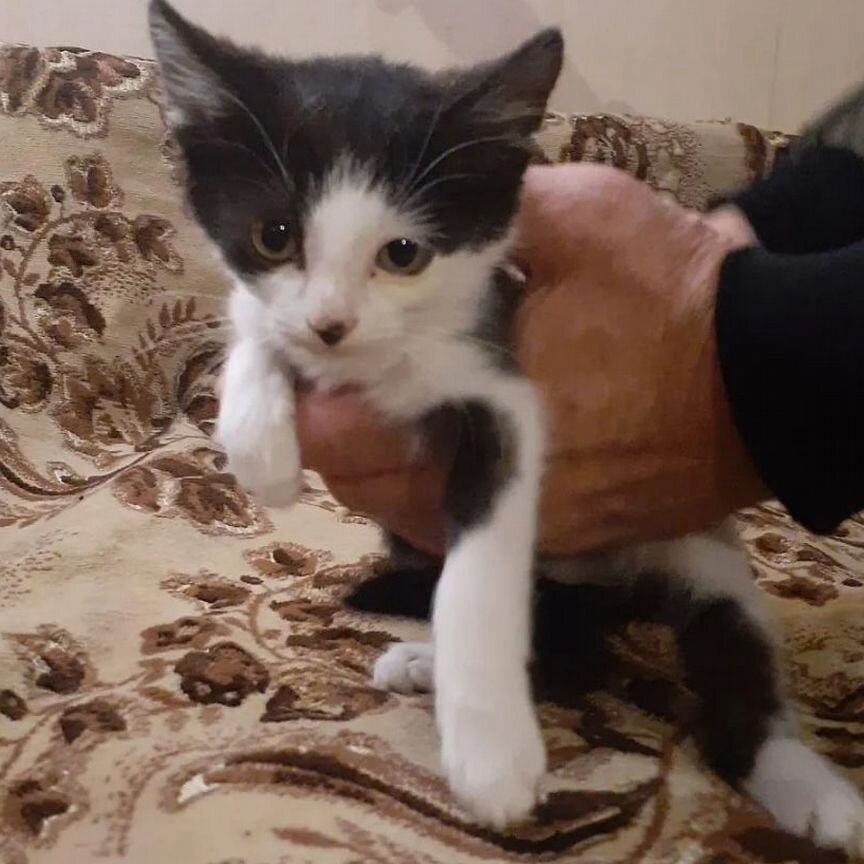 Котенок в добрые руки