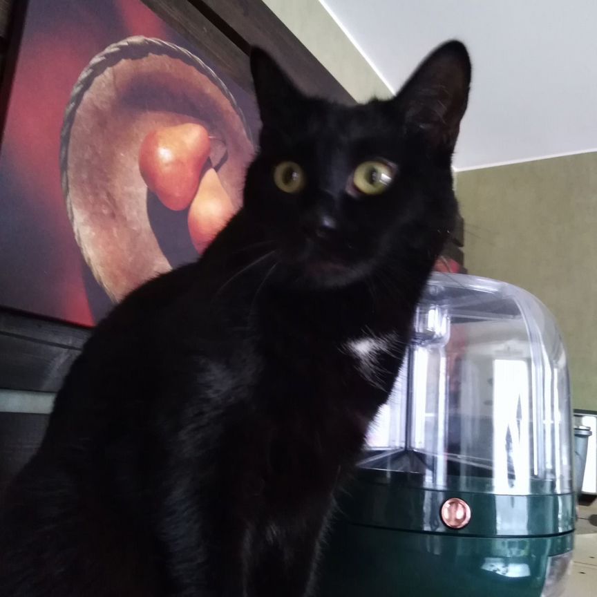 Кошечка-компаньон, говорящая