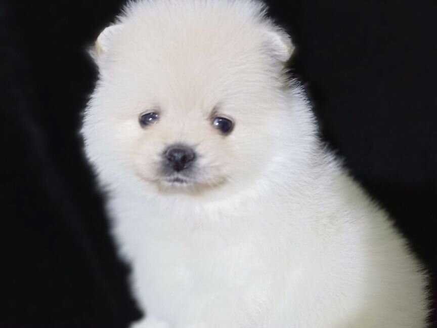 Белый померанский шпиц