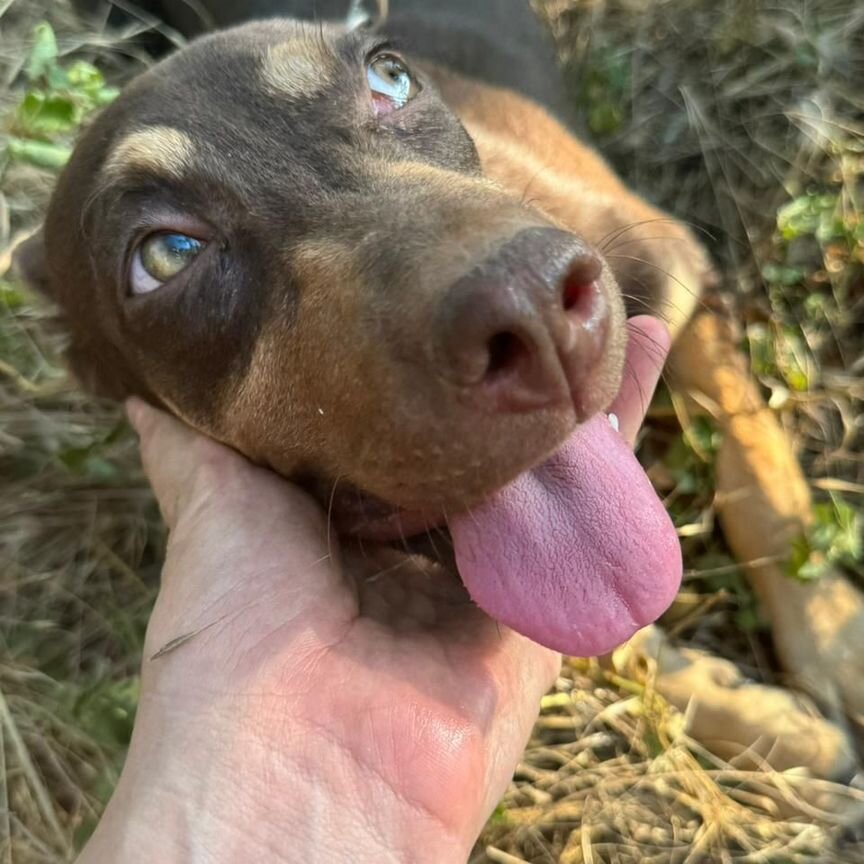 Щенок в добрые руки