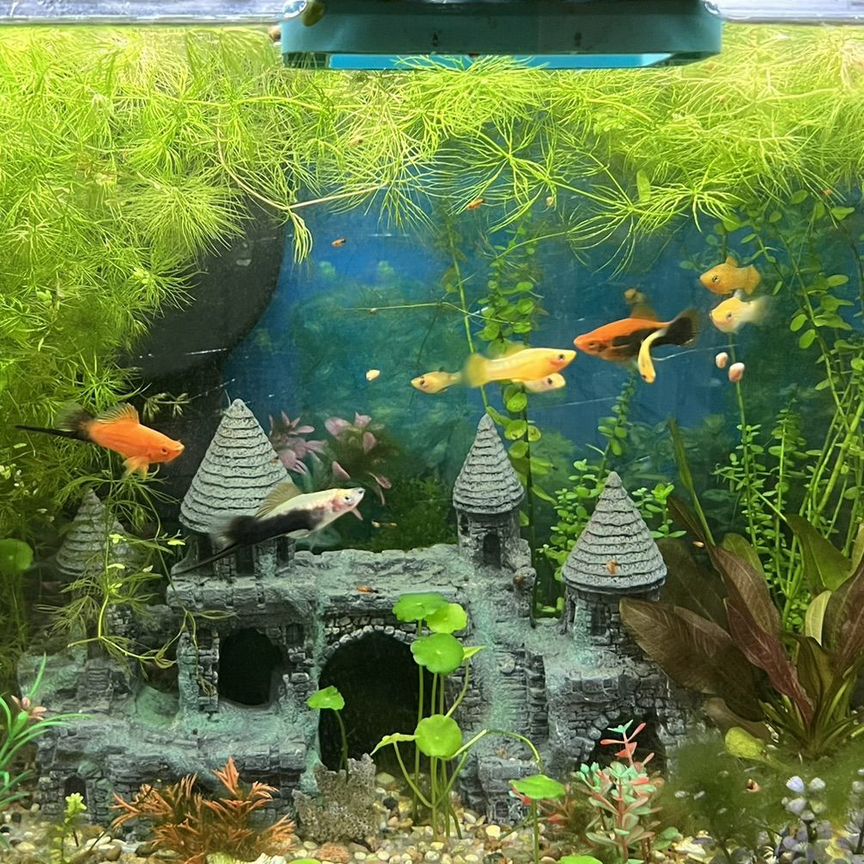 Меченосцы и пицилии