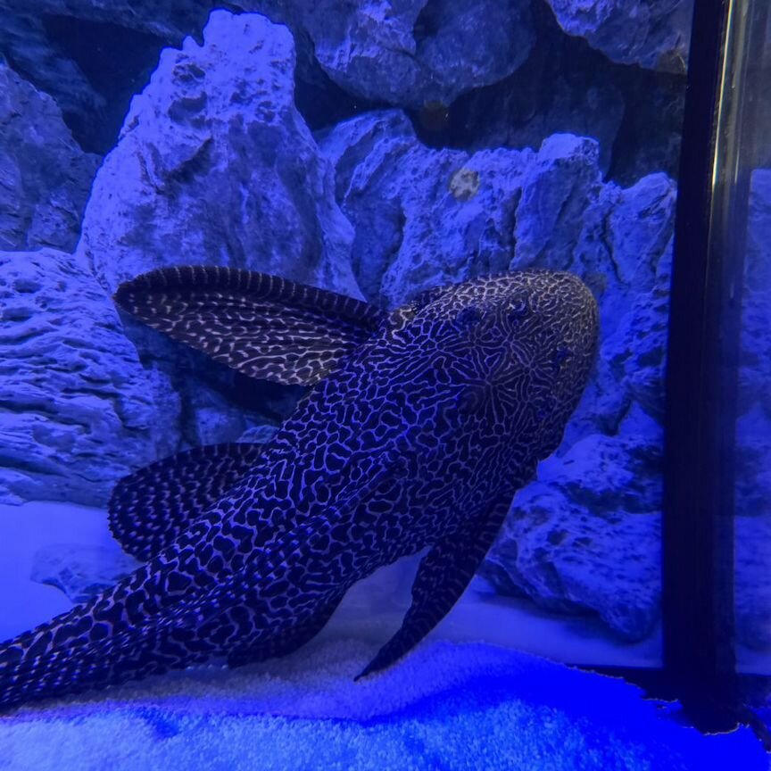 Птеригоплихт (сом парчовый)