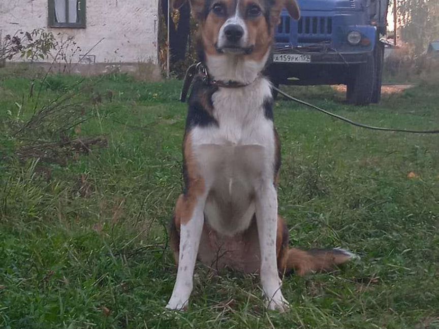 Собака в добрые руки щенок дворняга