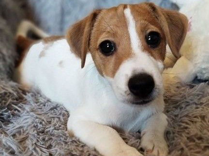 Щенки джек Рассел терьер