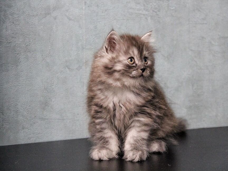 Персидские котята