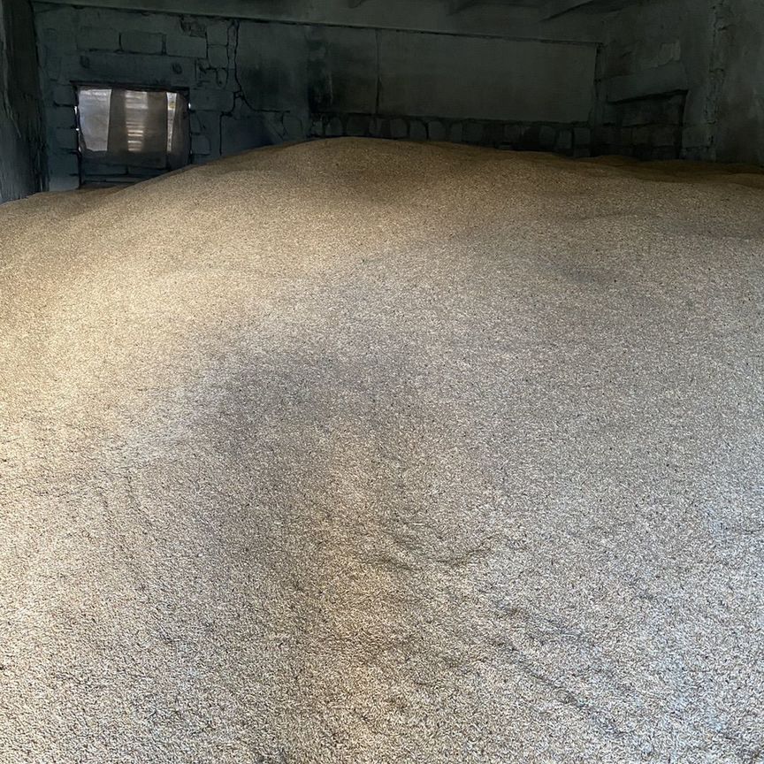 Ячмень яровой