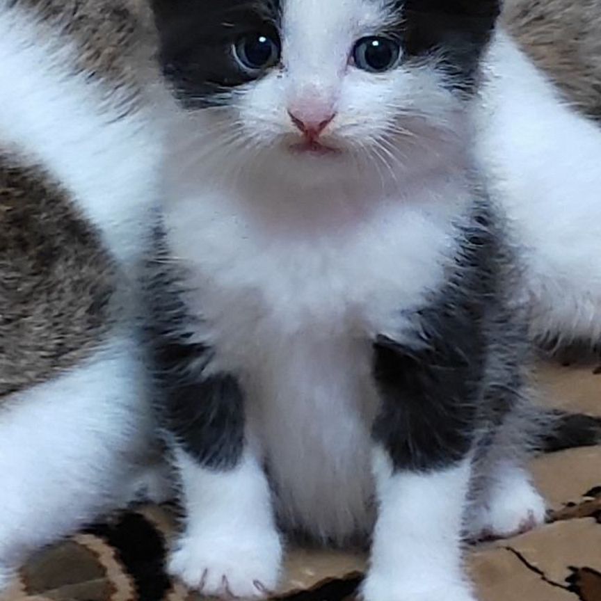 Котëнок