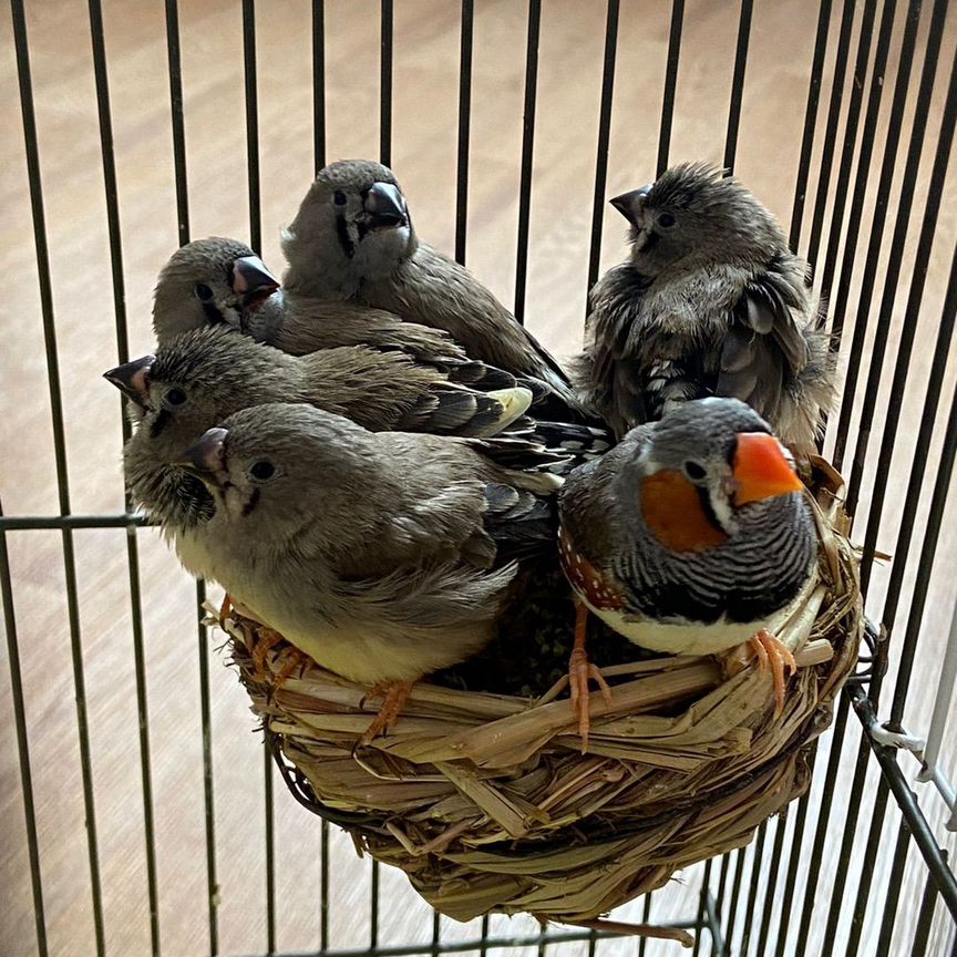 Рисовые амадины