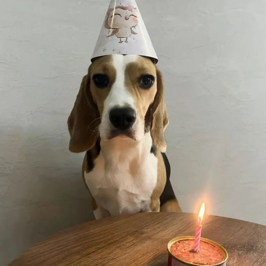 Бигль, взрослая собака