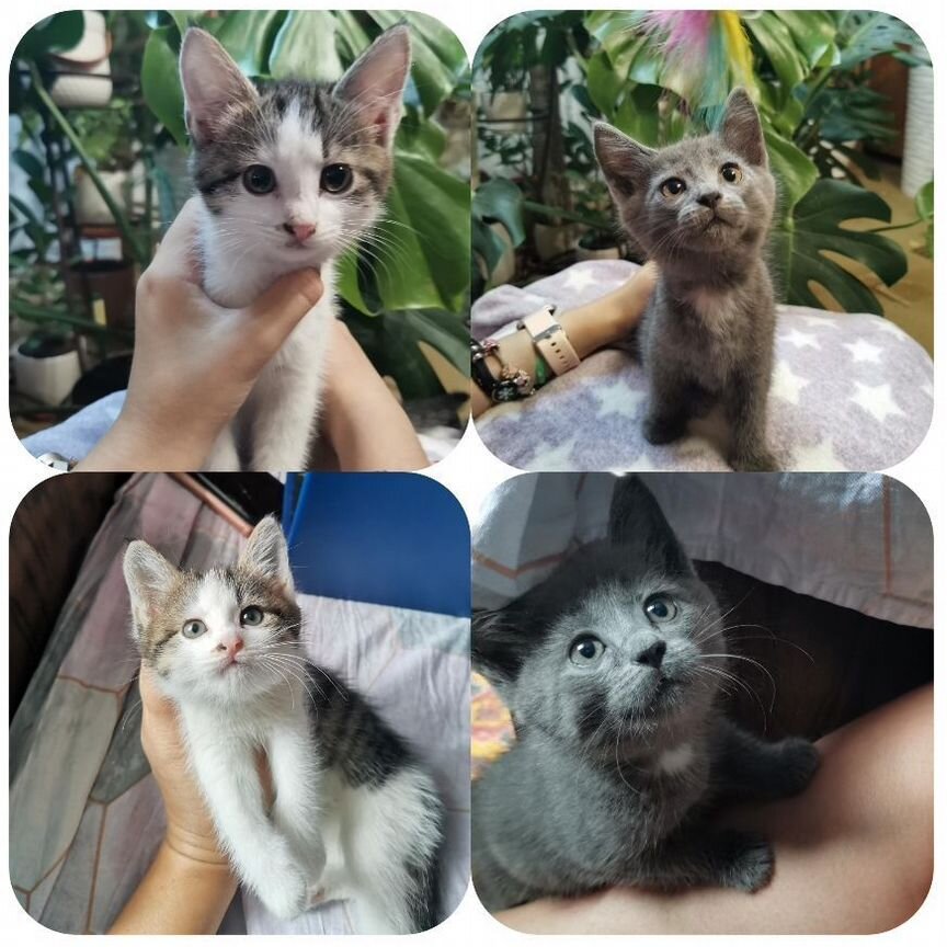 Котята в добрые руки