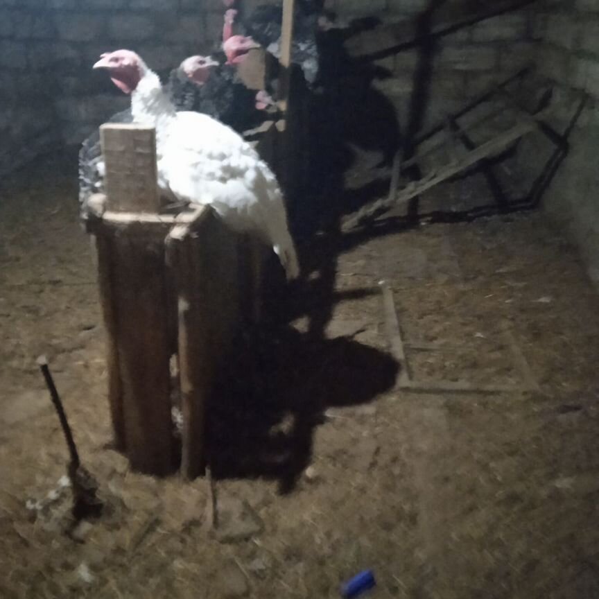 Индюки домашние