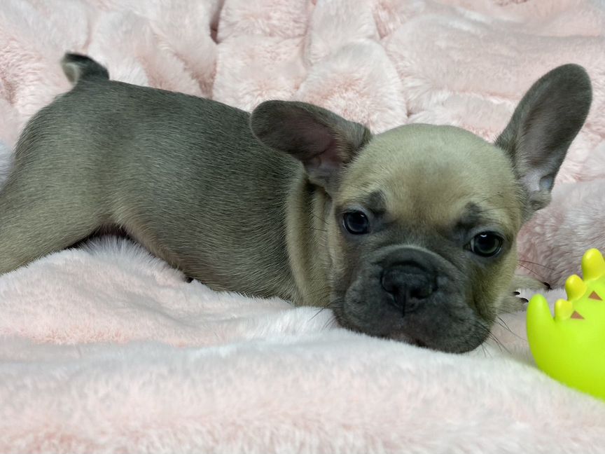 Французский бульдог мальчик голубой соболь