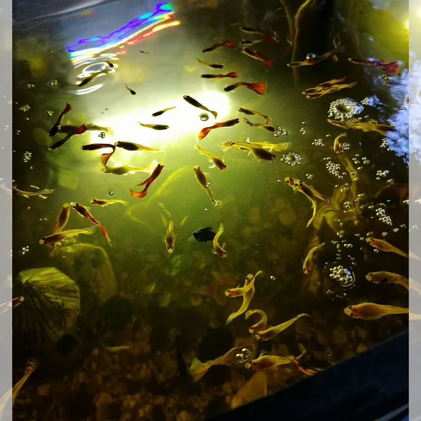 Рыбк аквариумные (гуппи, малинезии и сомик