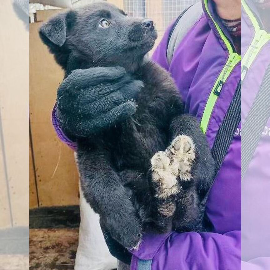 Щенок в добрые руки
