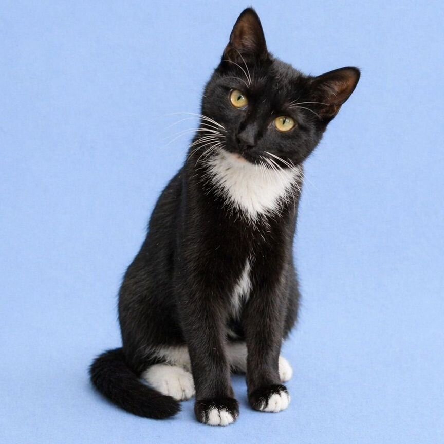 Европейский короткошёрстный котёнок