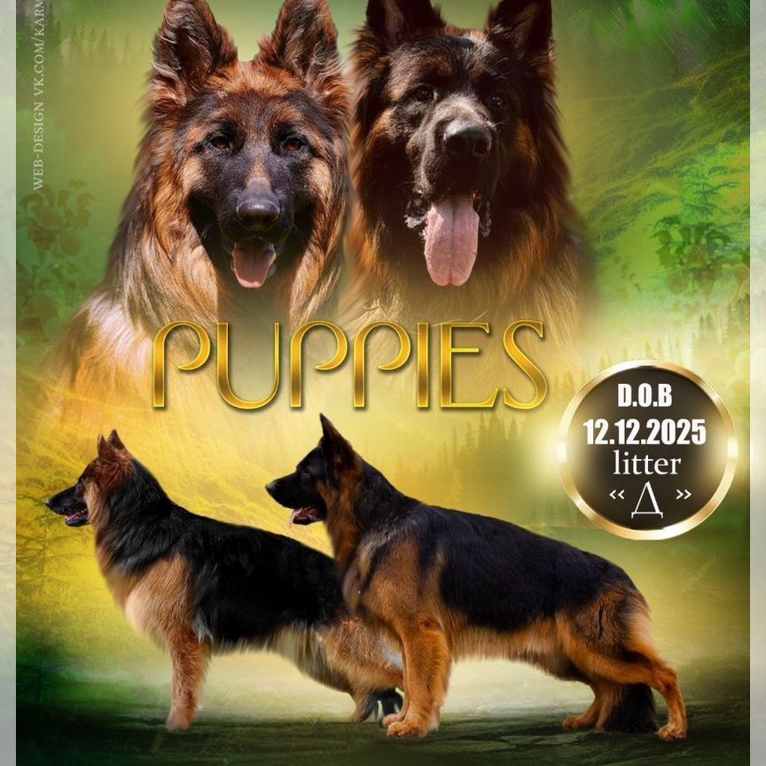 Немецкая овчарка, щенок