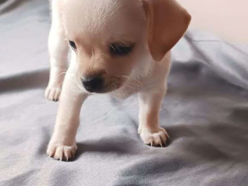 Чихуахуа С Р О Ч Н О мини мальчик