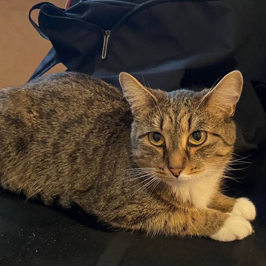 Взрослая кошка в добрые руки