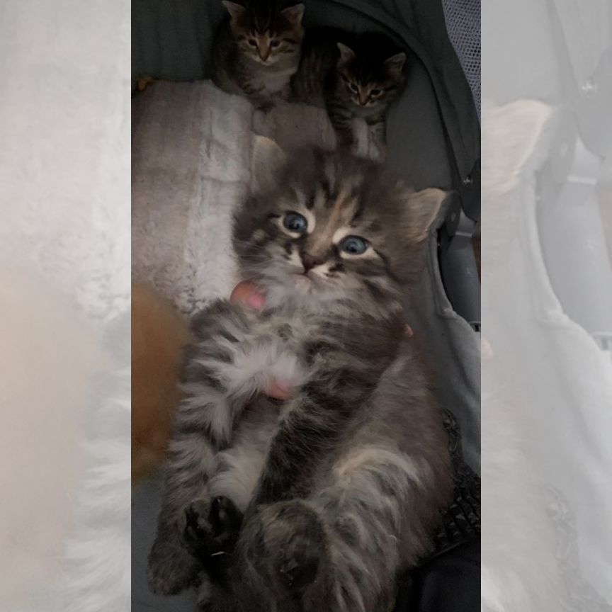 Сибирские котята