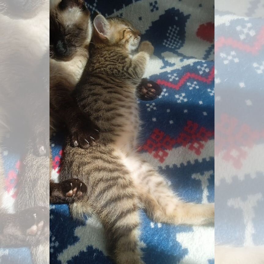 Отдам в добрые руки