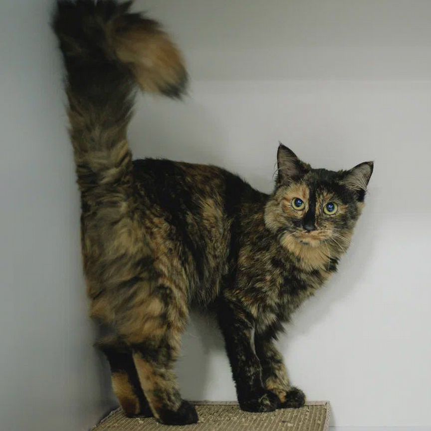 Взрослая, кошка в добрые руки