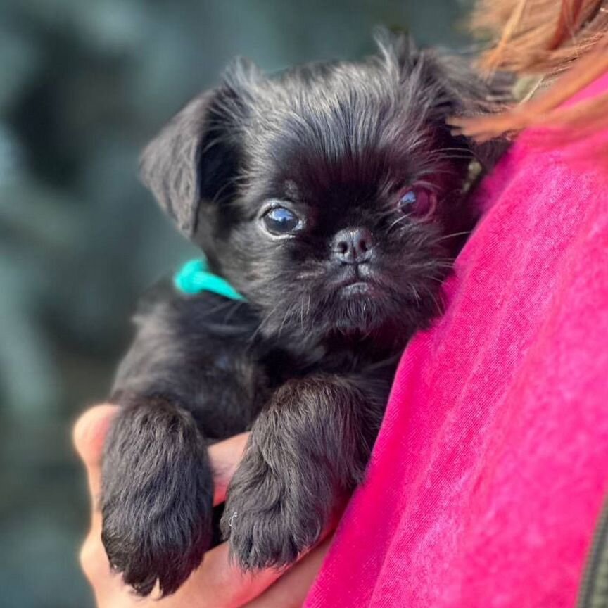 Бельгийский гриффон