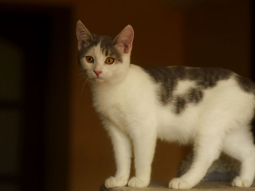 Котенок в добрые руки