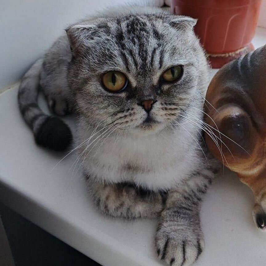 Шотландская вислоухая длинношёрстная кошка, взрослая