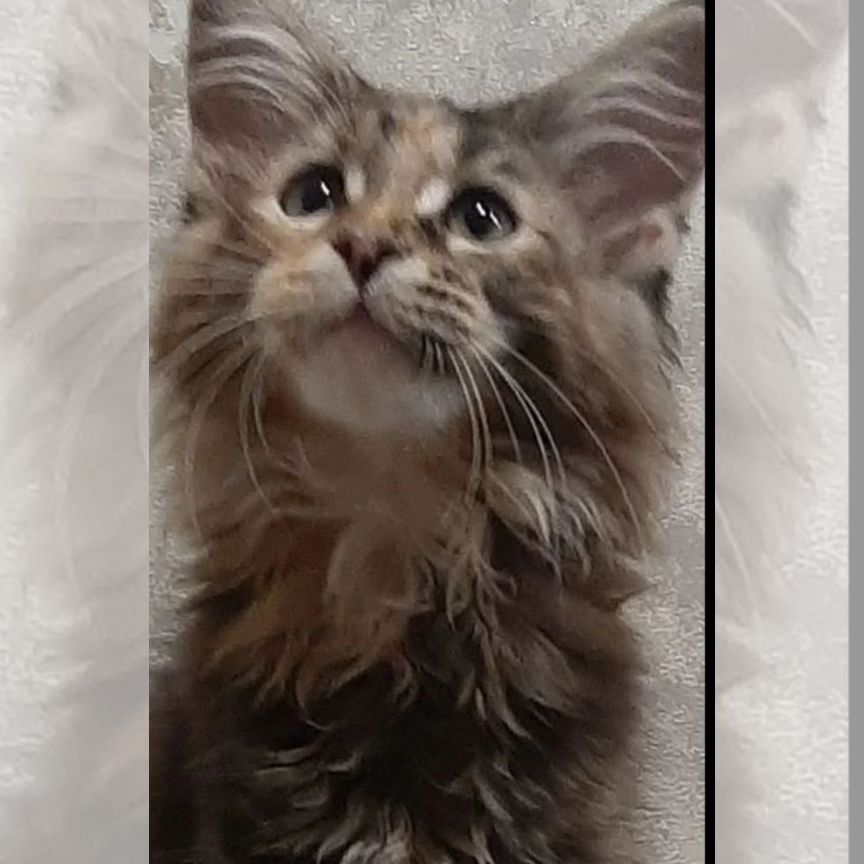 Котята мейн-кун