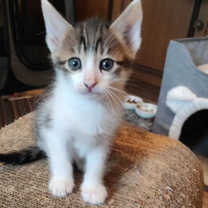 Спасена с улицы кошка с котятами