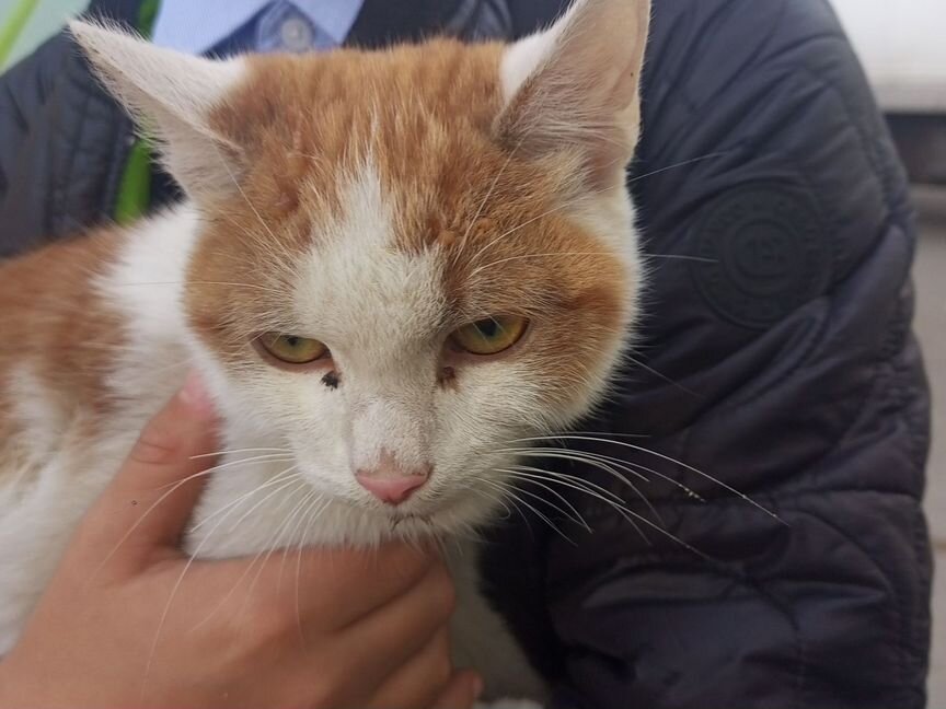 Кот кореш