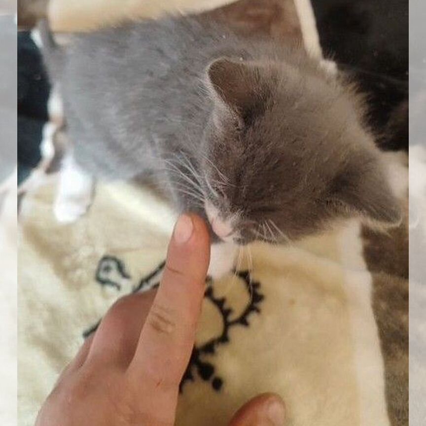 Котёнок в добрые руки