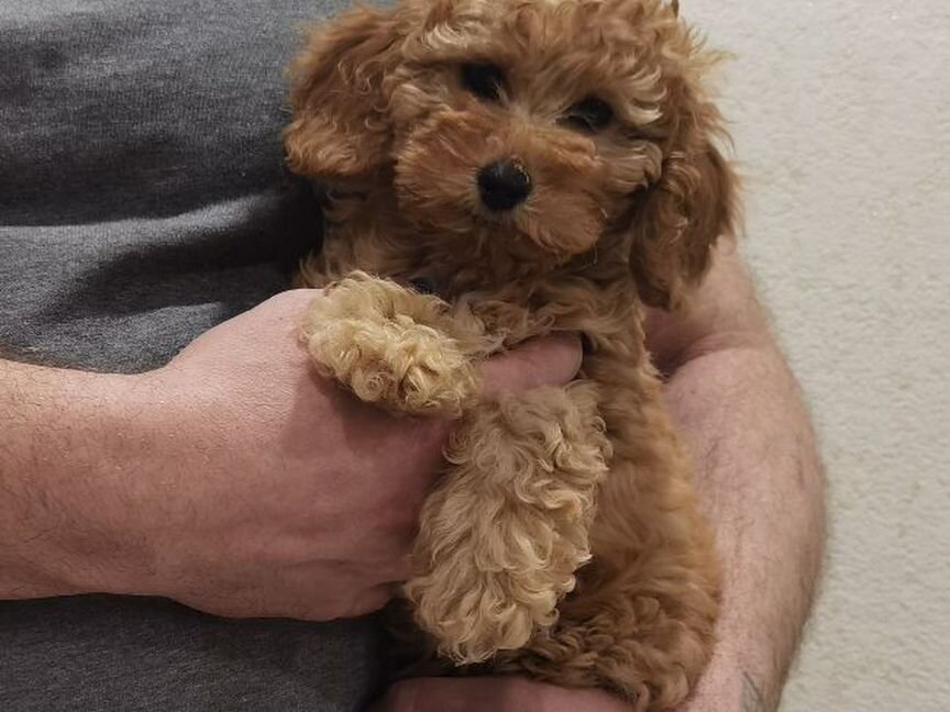 Мальтипу девочка стандарт