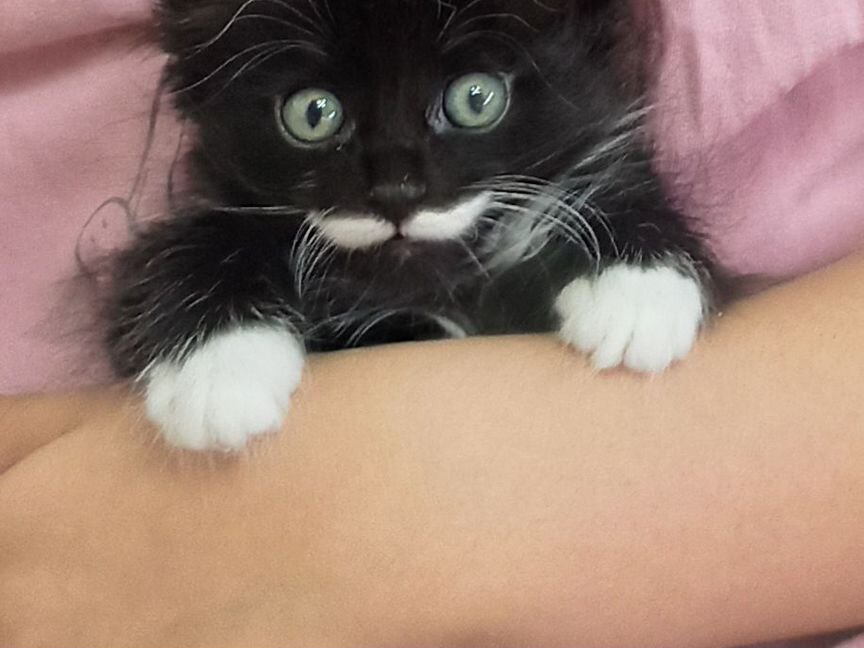 Кошечка невероятная