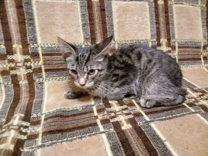 Коненок мейн кун мальчик