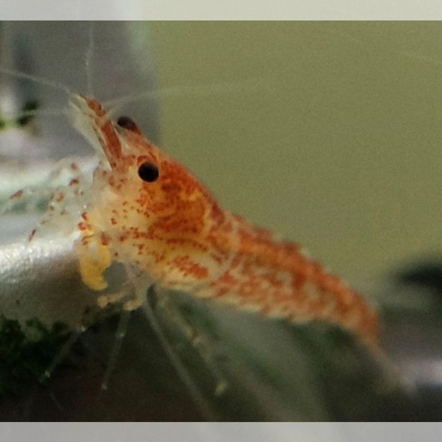 Креветки аквариумные разного возраста и размера