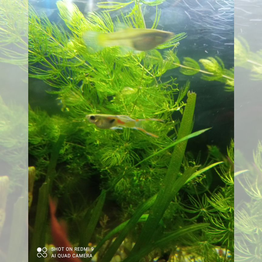 Гуппи эндлера