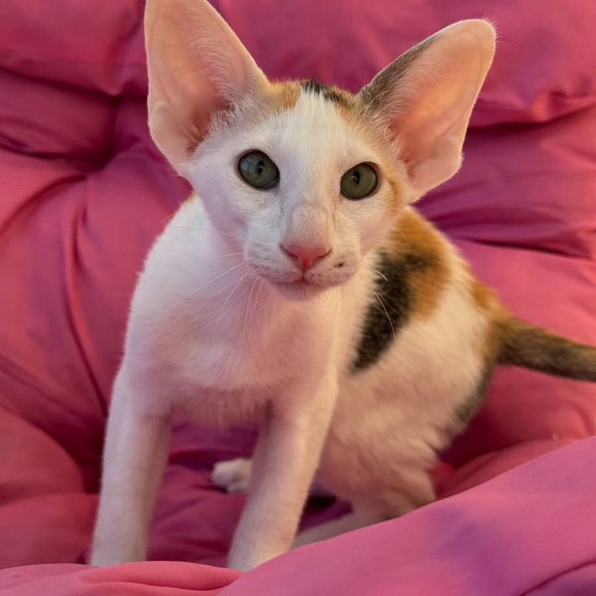 Ориентальный котёнок