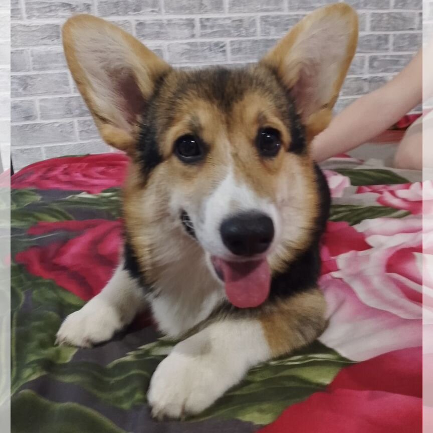 Вельш Корги Пемброк, щенок