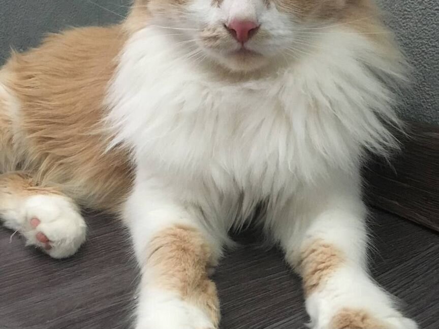 Кошка